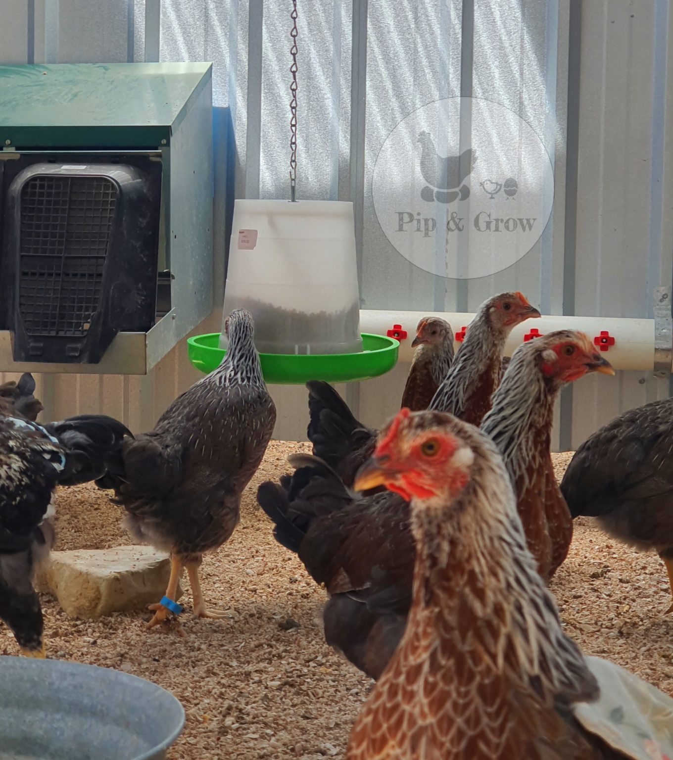 Feeder Selection & Scattering feed problem - Pip & Grow