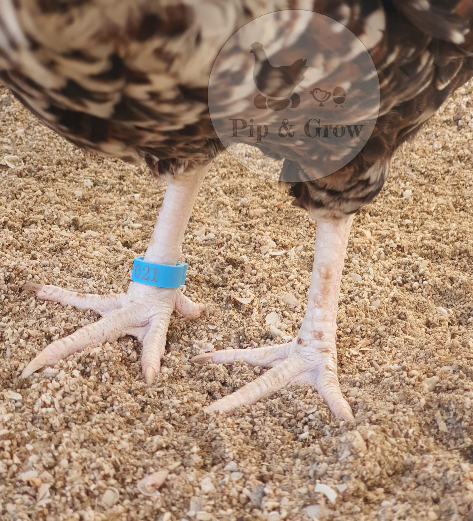 Scaly Leg Mites : Prevention & Treatment - Pip & Grow