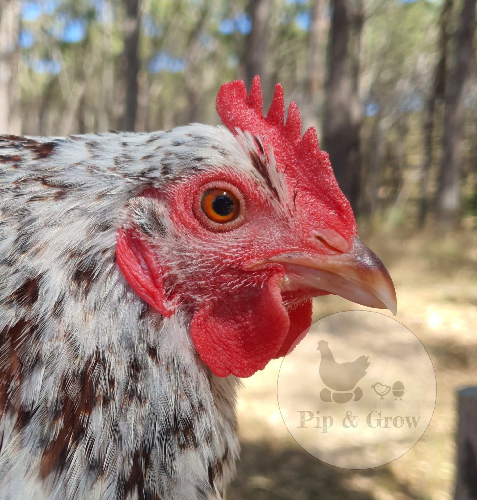 Buying New chickens? Health Check Lists - Pip & Grow