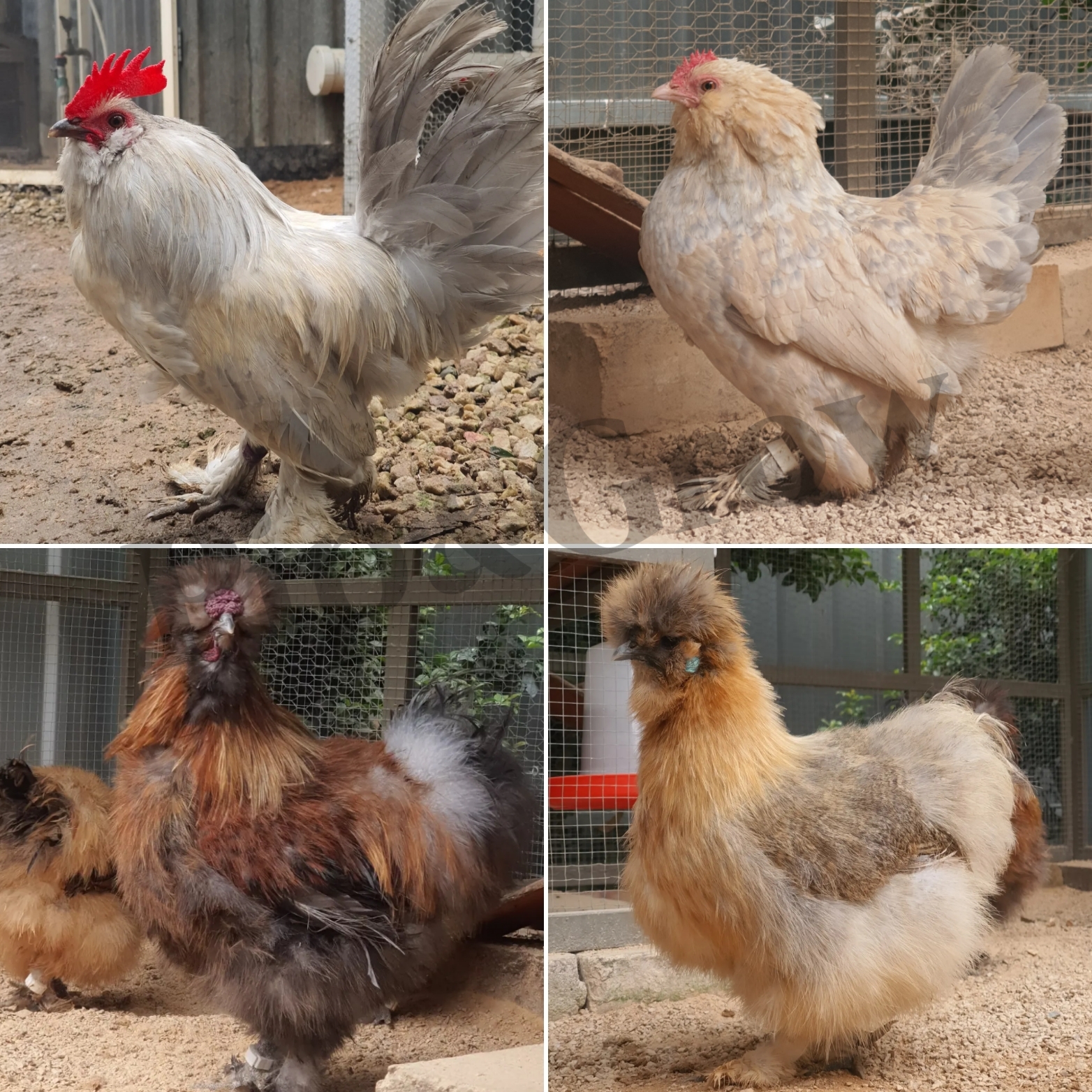 Hen or Rooster? - Chicken Sexing Tips - Pip & Grow