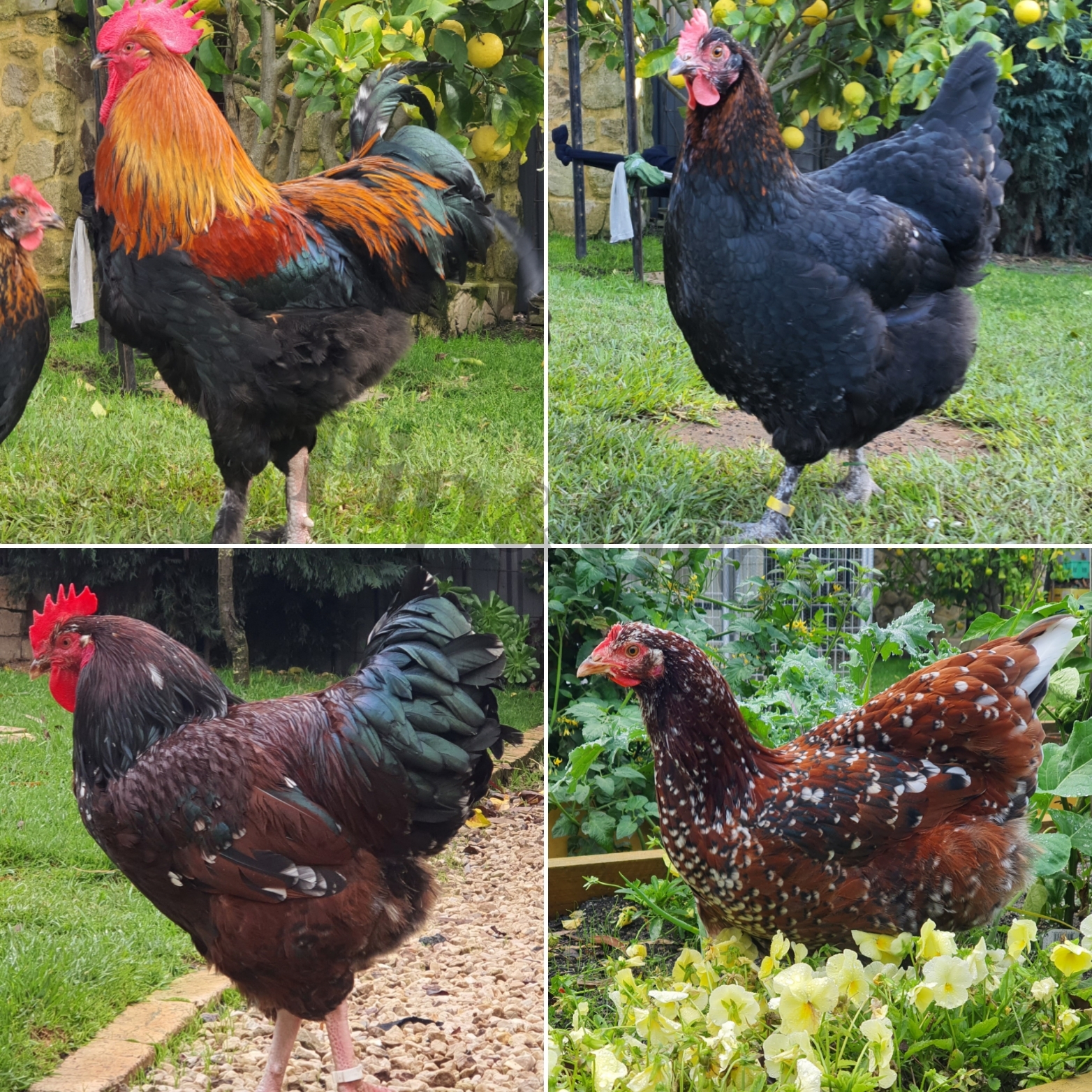 Hen or Rooster? - Chicken Sexing Tips - Pip & Grow
