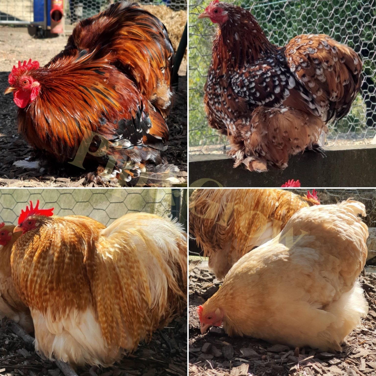 Hen or Rooster? - Chicken Sexing Tips - Pip & Grow