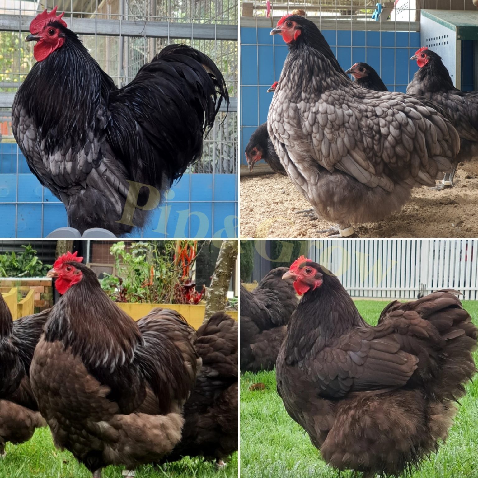 Hen or Rooster? - Chicken Sexing Tips - Pip & Grow