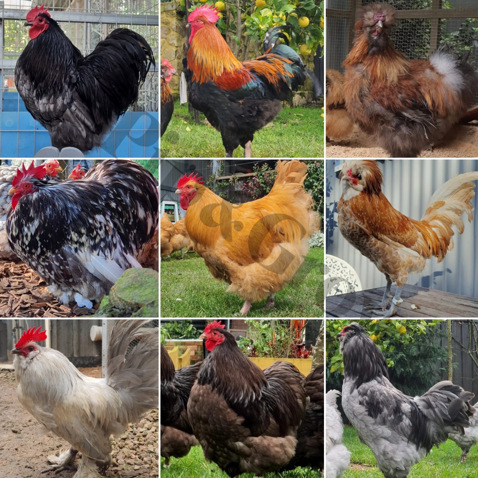 Hen or Rooster? - Chicken Sexing Tips - Pip & Grow