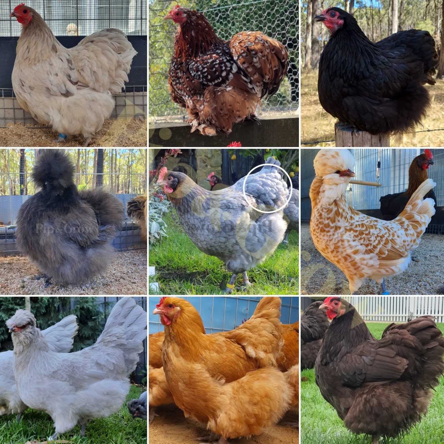 Hen Or Rooster Chicken Sexing Tips Pip And Grow