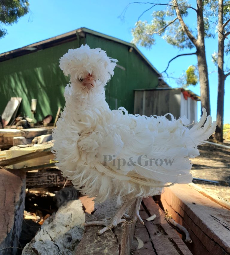 Buff & Gold laced Polish Fertile Egg (each) - Pip & Grow