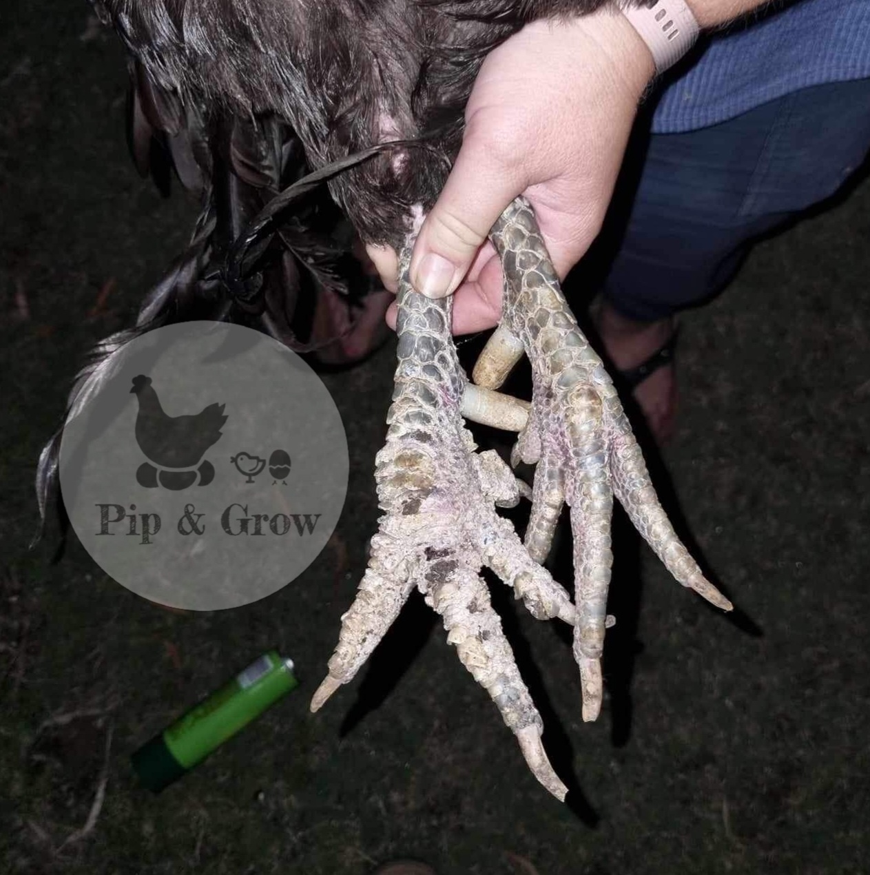 Scaly Leg Mites : Prevention & Treatment - Pip & Grow