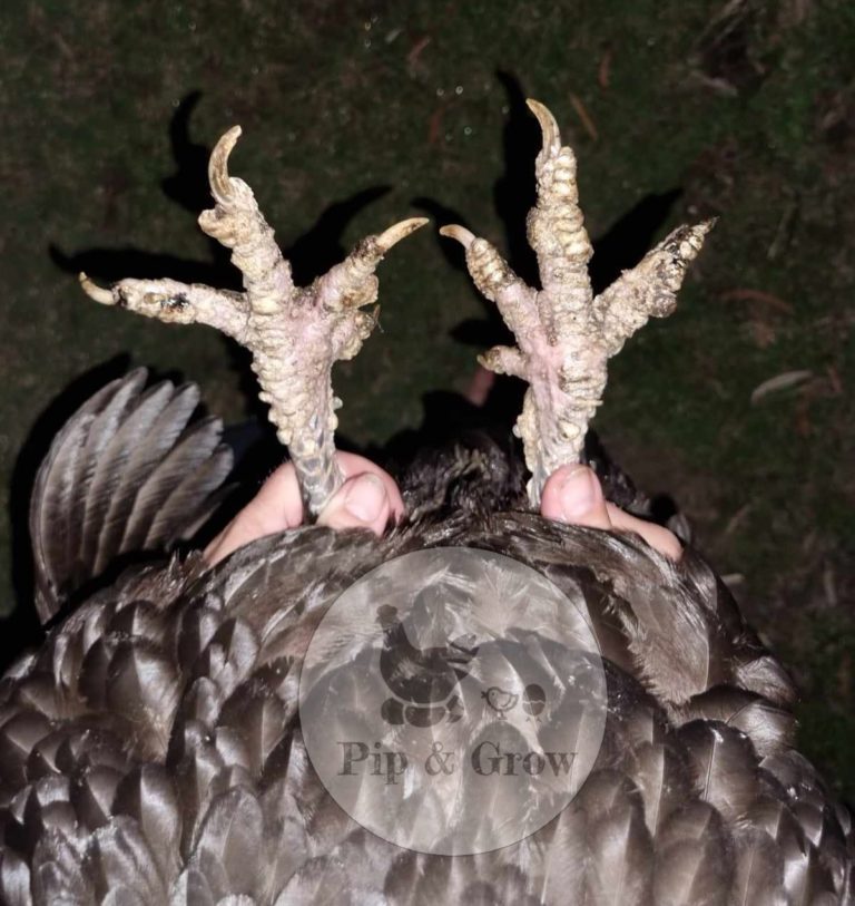 Scaly Leg Mites : Prevention & Treatment - Pip & Grow