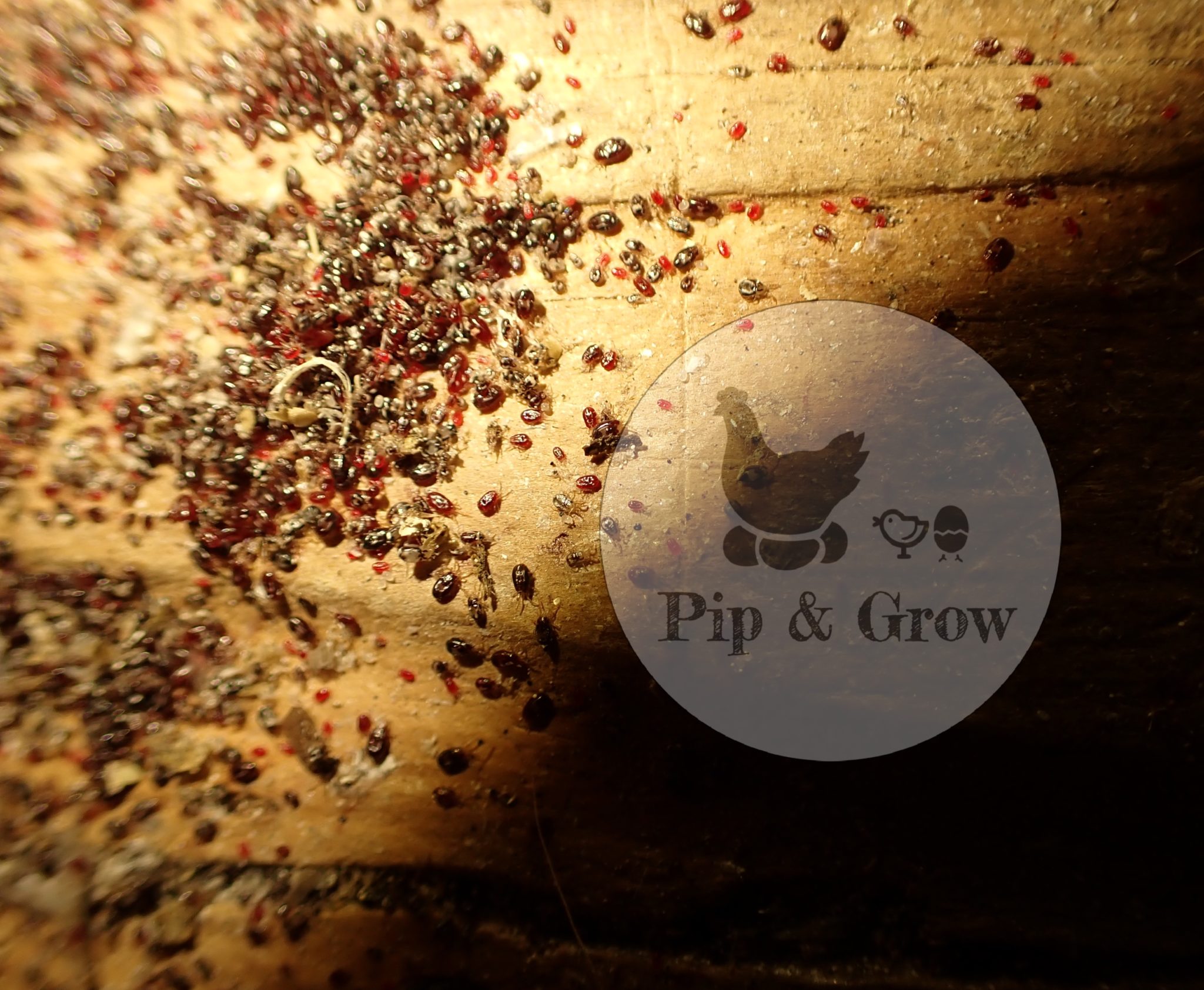 Poultry Red Mite : Prevention & Control - Pip & Grow