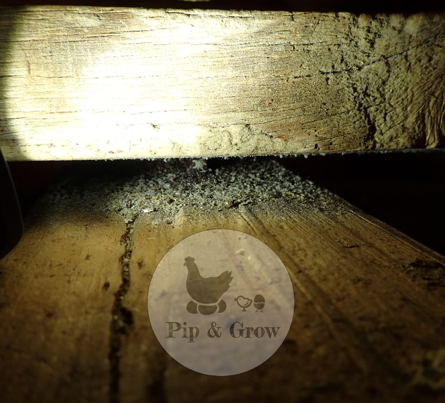 Poultry Red Mite : Prevention & Control - Pip & Grow