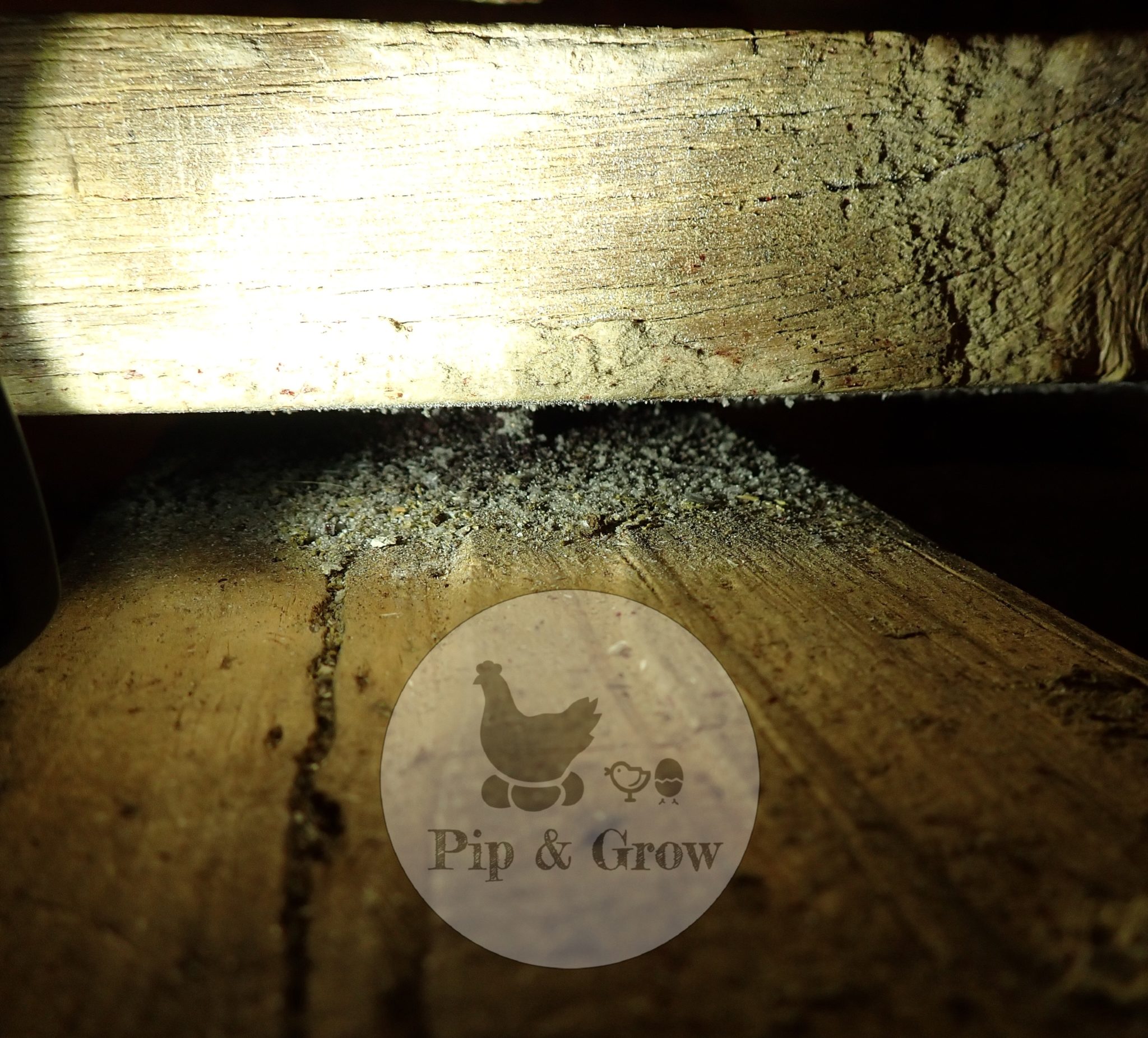 Poultry Red Mite : Prevention & Control - Pip & Grow