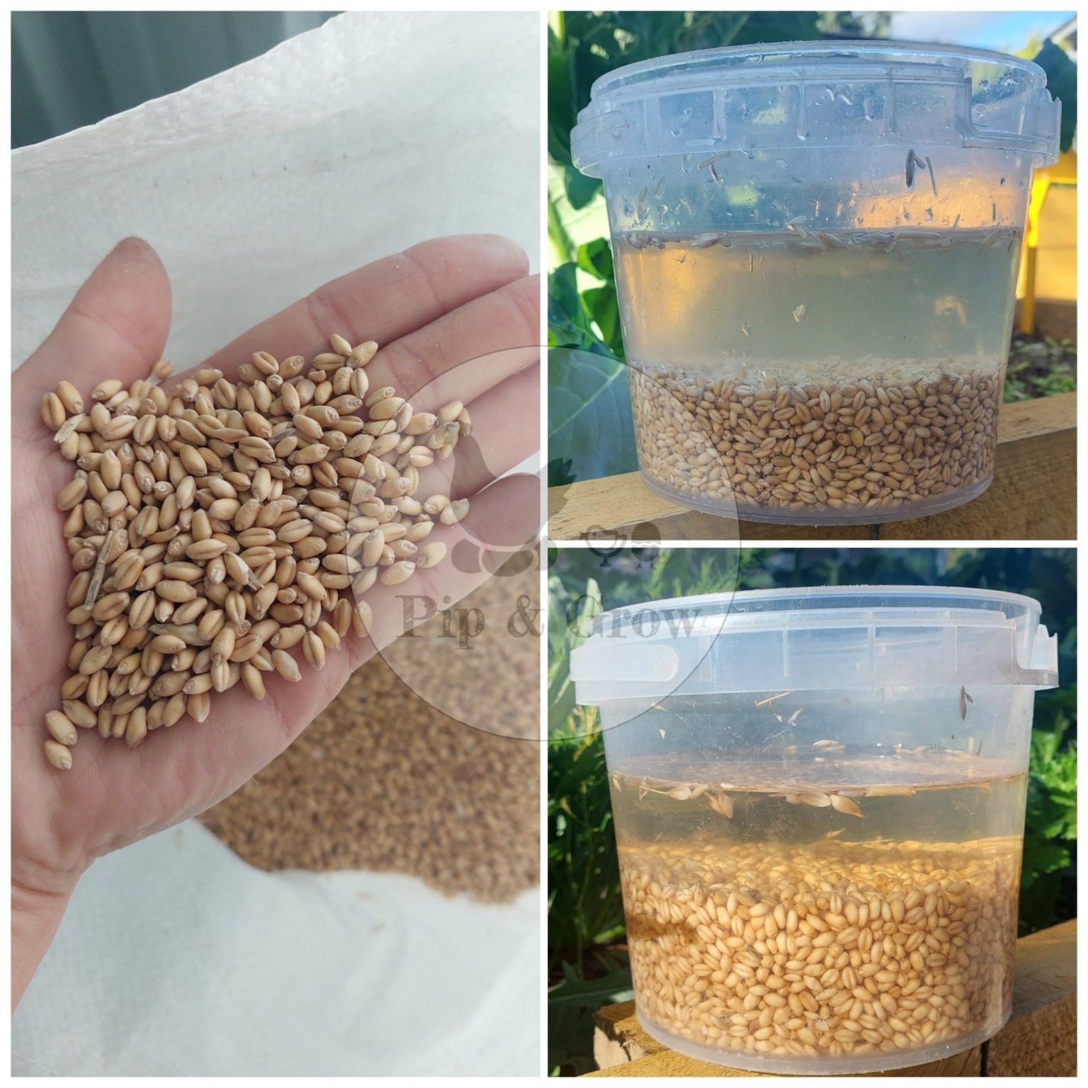 How to Sprout Grains for chicken - Pip & Grow