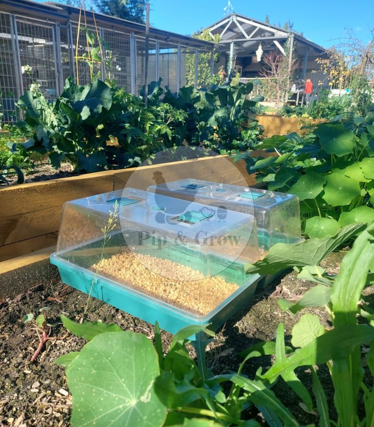 How to Sprout Grains for chicken - Pip & Grow