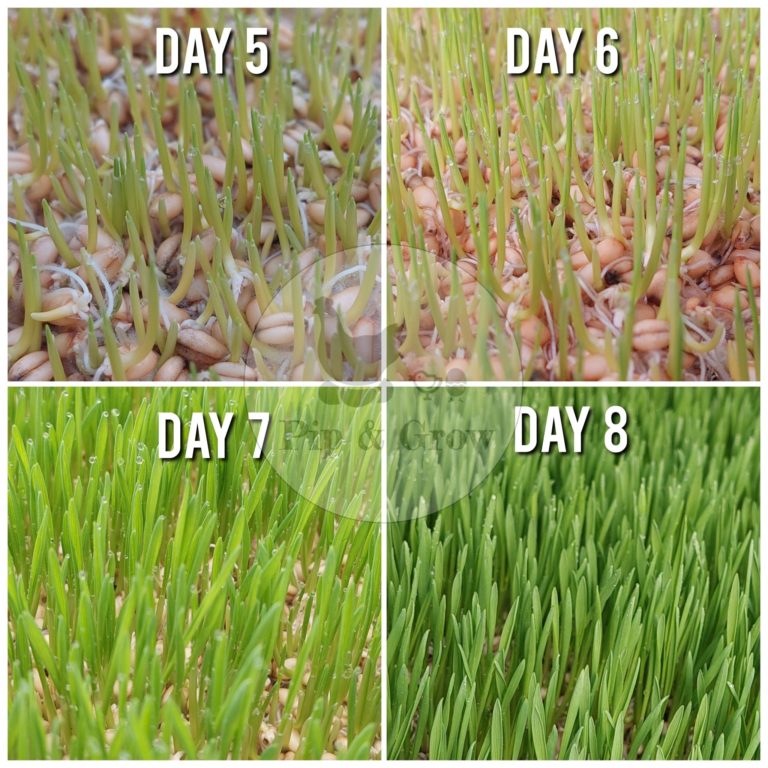 How to Sprout Grains for chicken - Pip & Grow