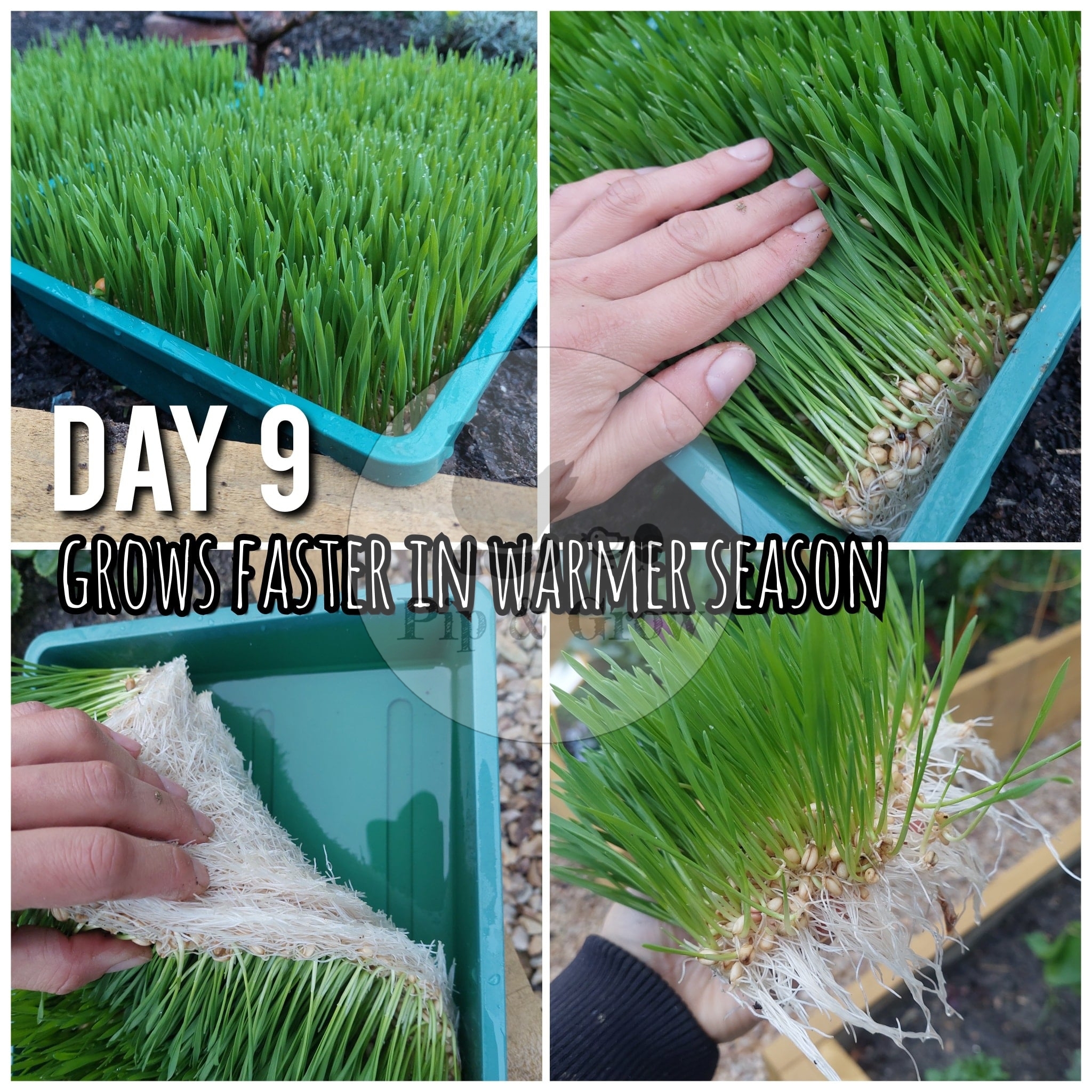 How to Sprout Grains for chicken - Pip & Grow