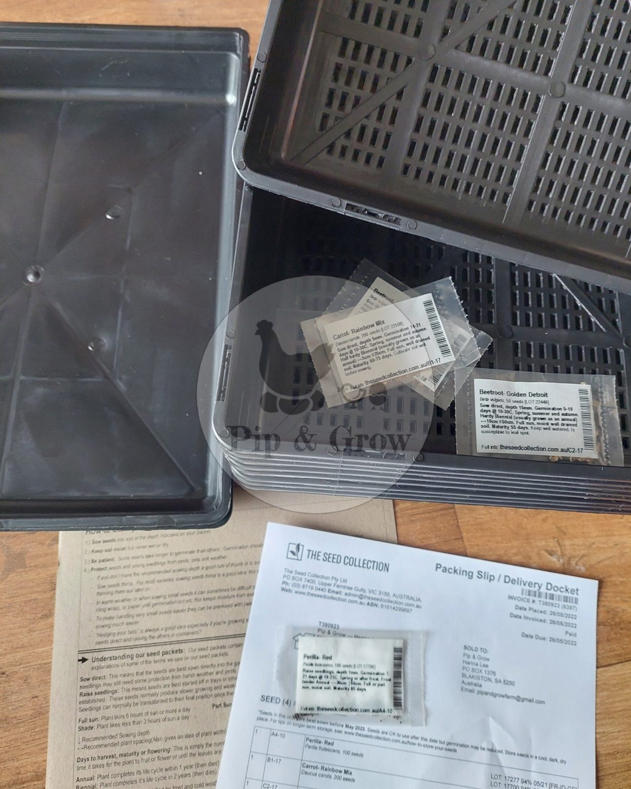 How to Sprout Grains for chicken - Pip & Grow