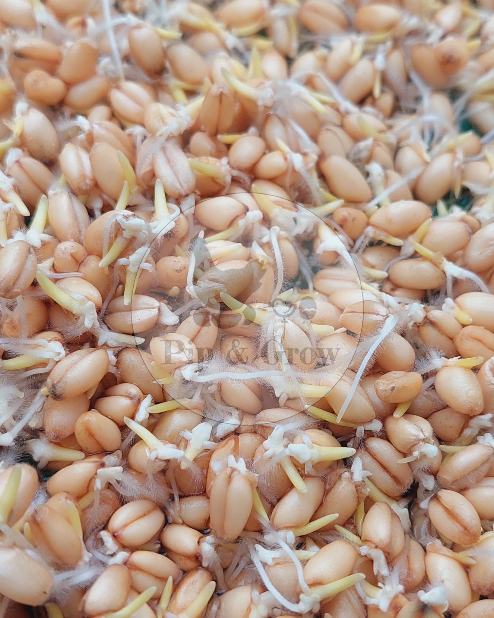 How to Sprout Grains for chicken - Pip & Grow