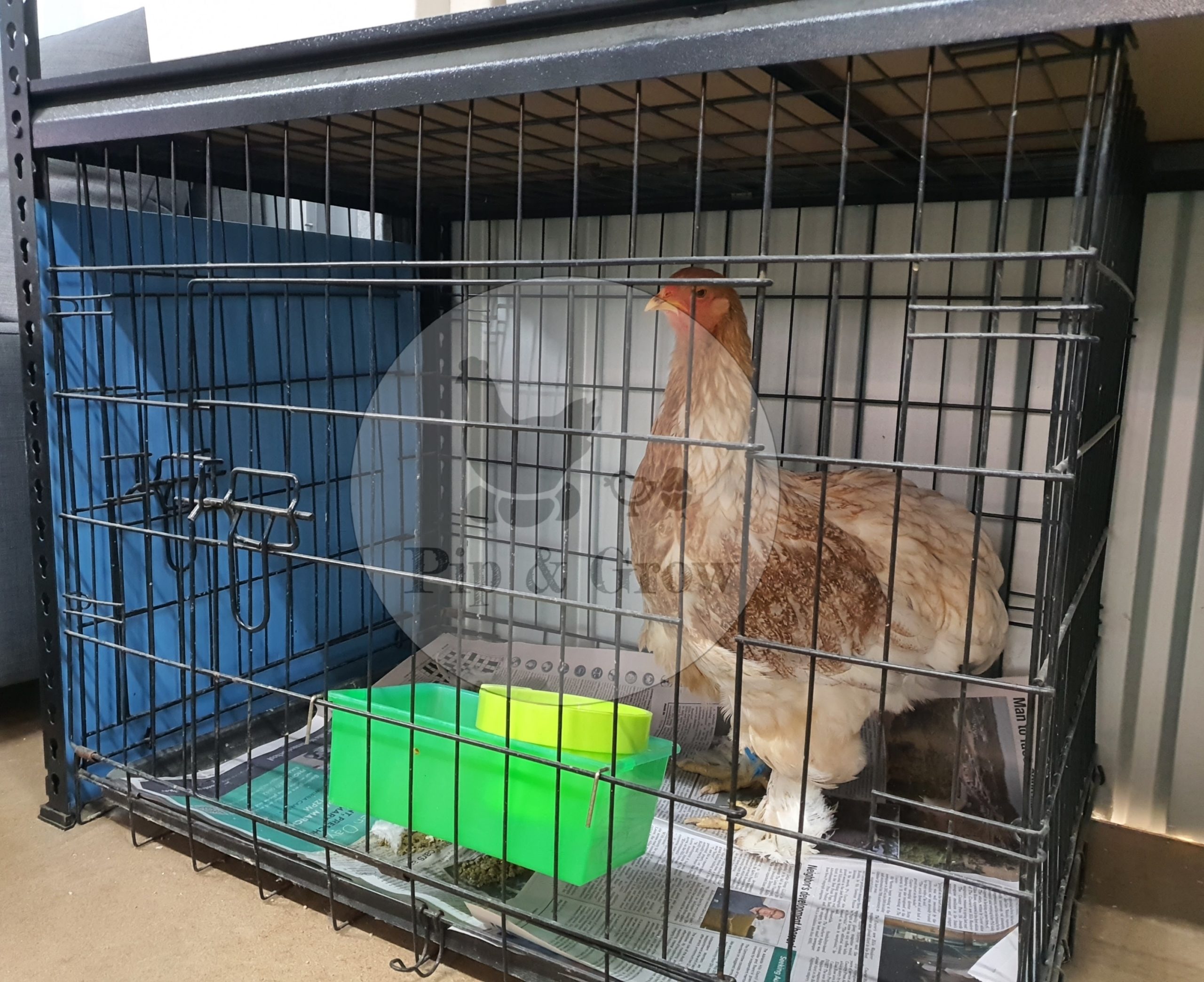 Unwell Chicken - What to do? - Pip & Grow