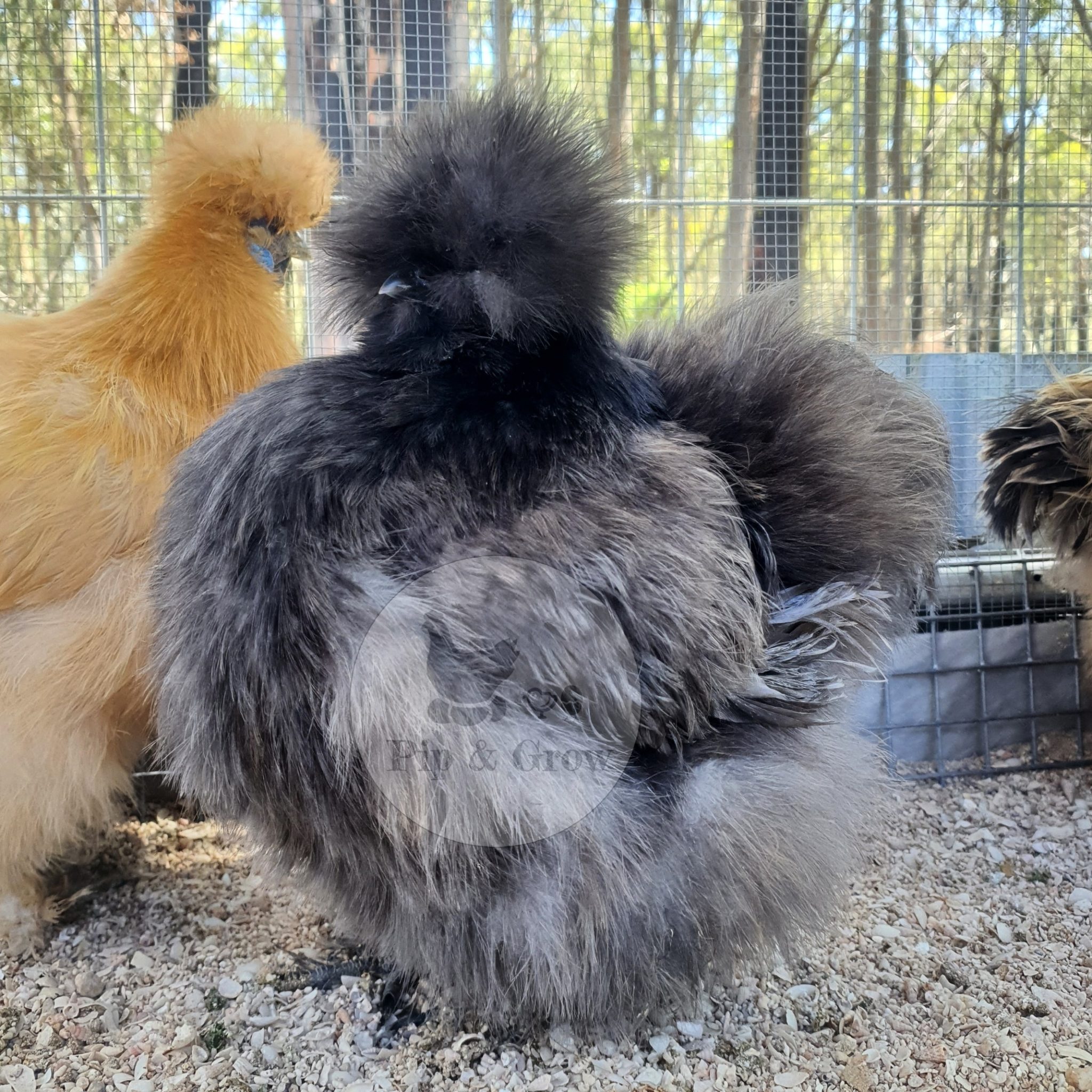 Silkie & Showgirl- Blue, Splash & Black Fertile Egg (each) - Pip & Grow