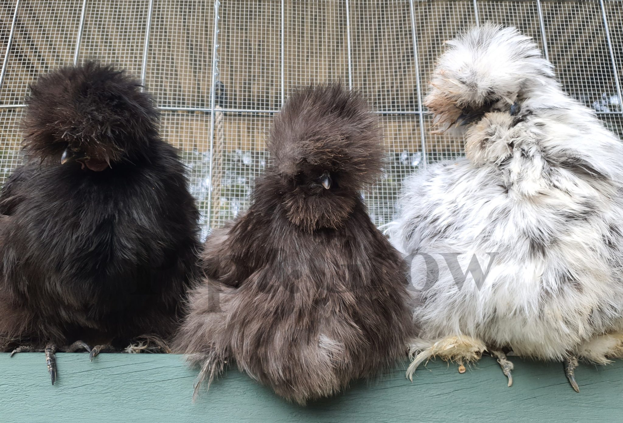 Silkie & Showgirl- Blue, Splash & Black Fertile Egg (each) - Pip & Grow