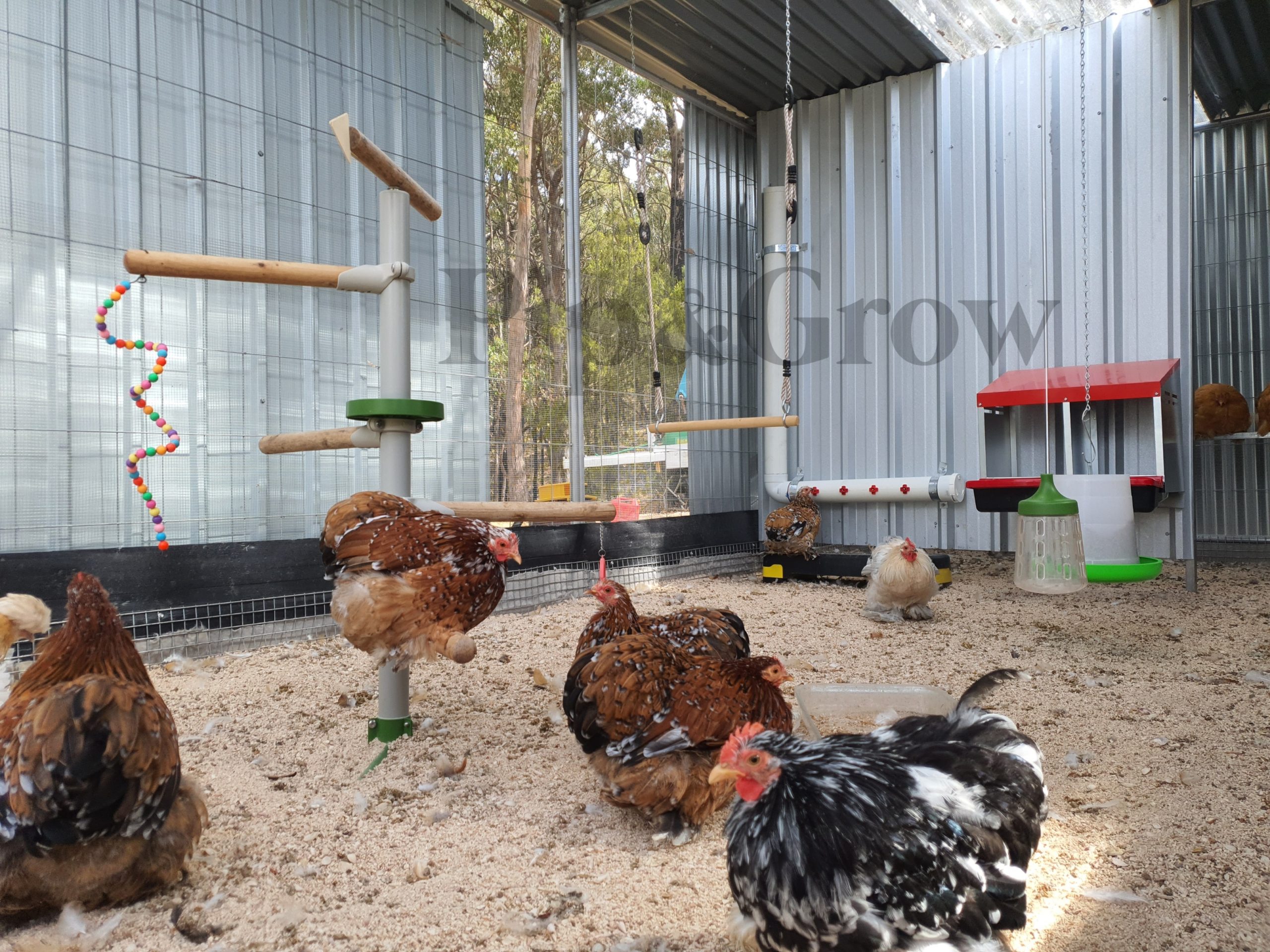 Chicken care Tips & Info - Pip & Grow