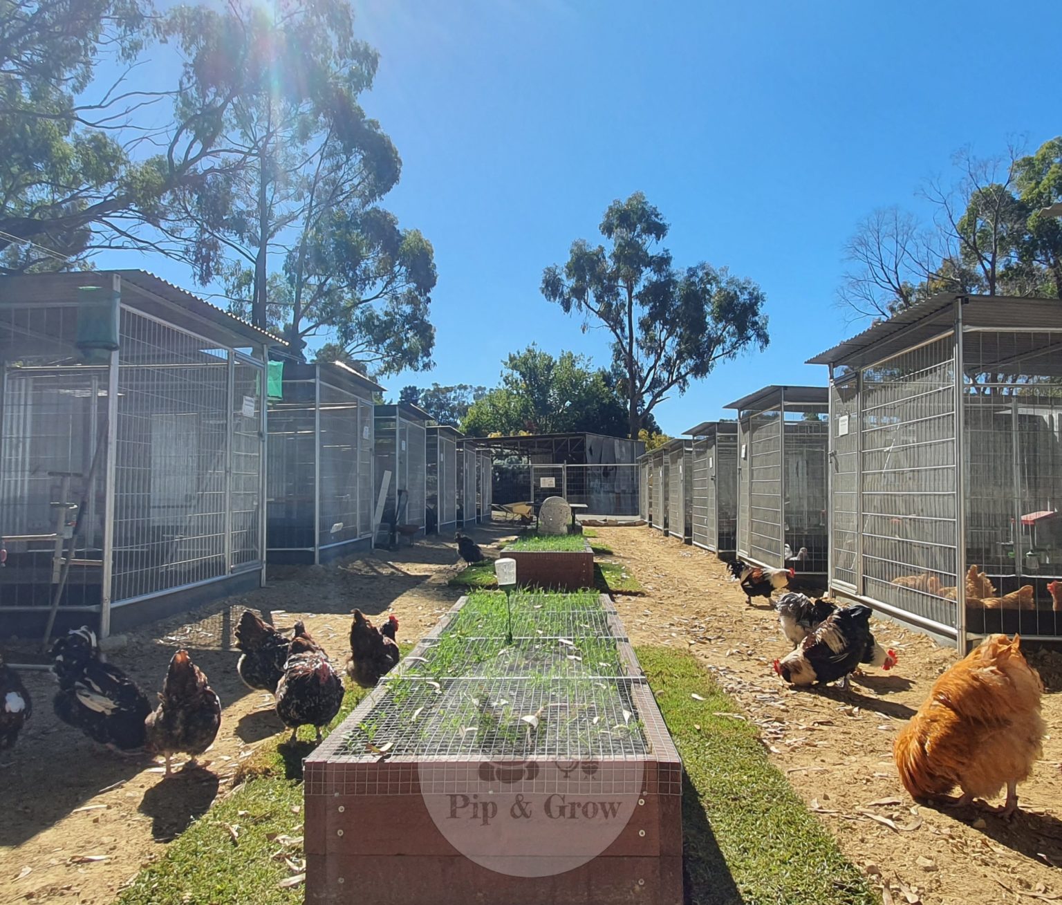 Our Story - Pip & Grow