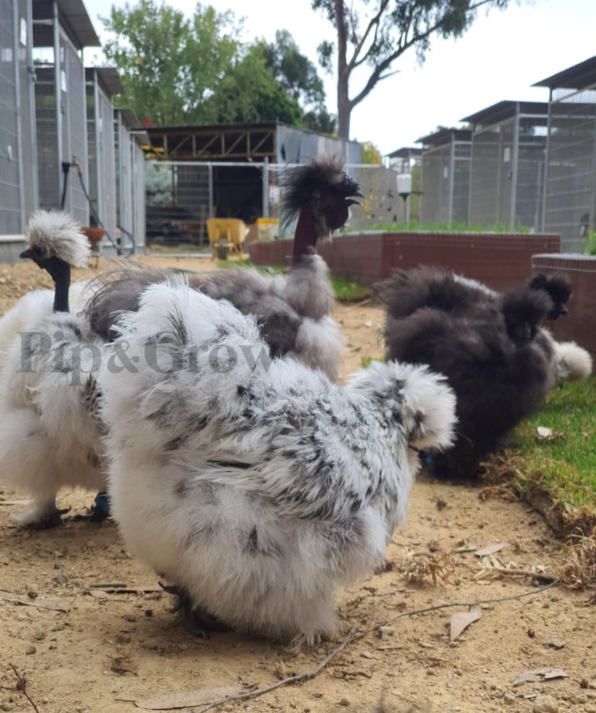 Silkie - Pip & Grow