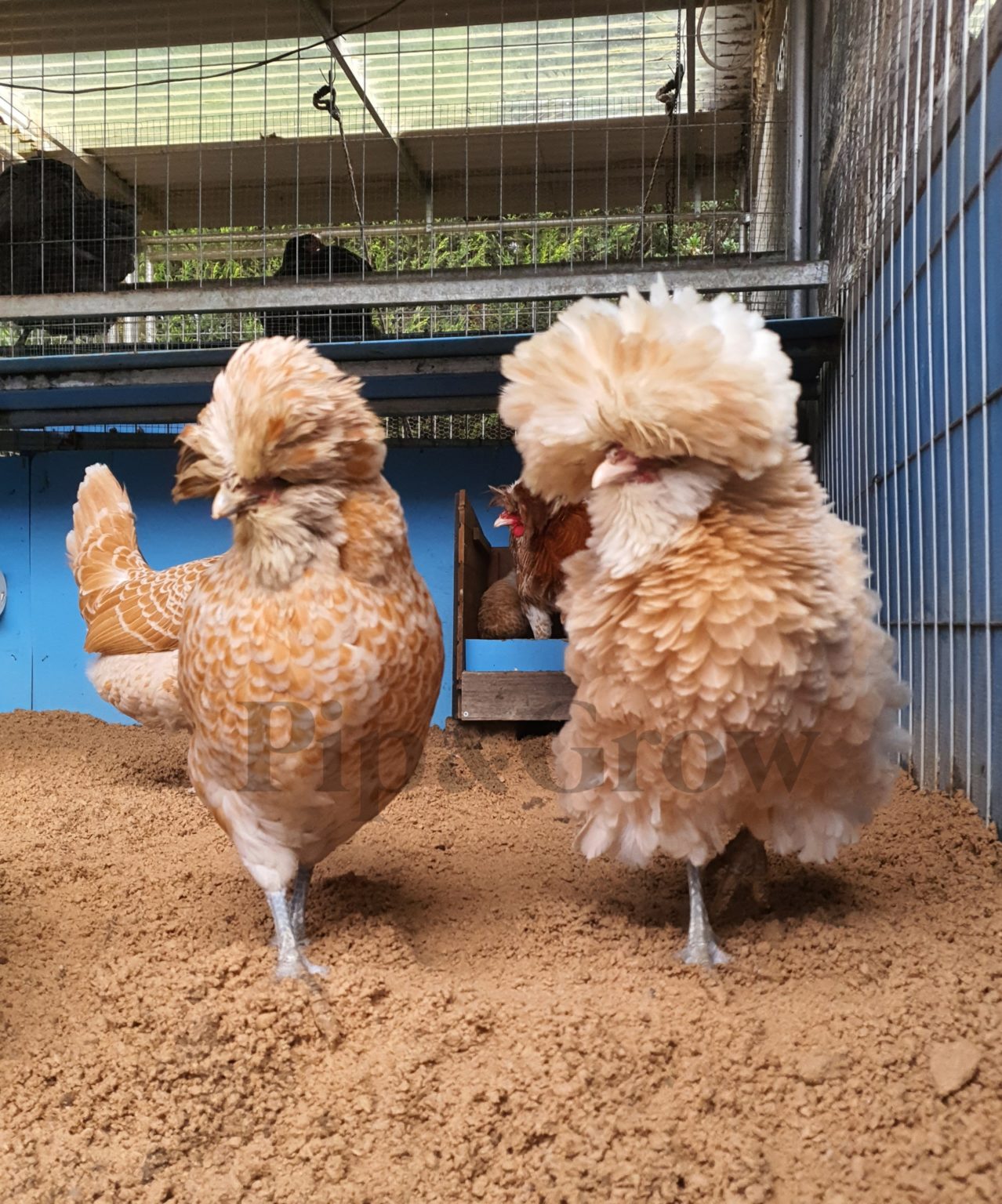 BREEDS - Pip & Grow