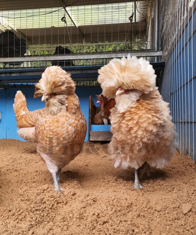 Frizzle Chicken & Egg FAQ - Pip & Grow