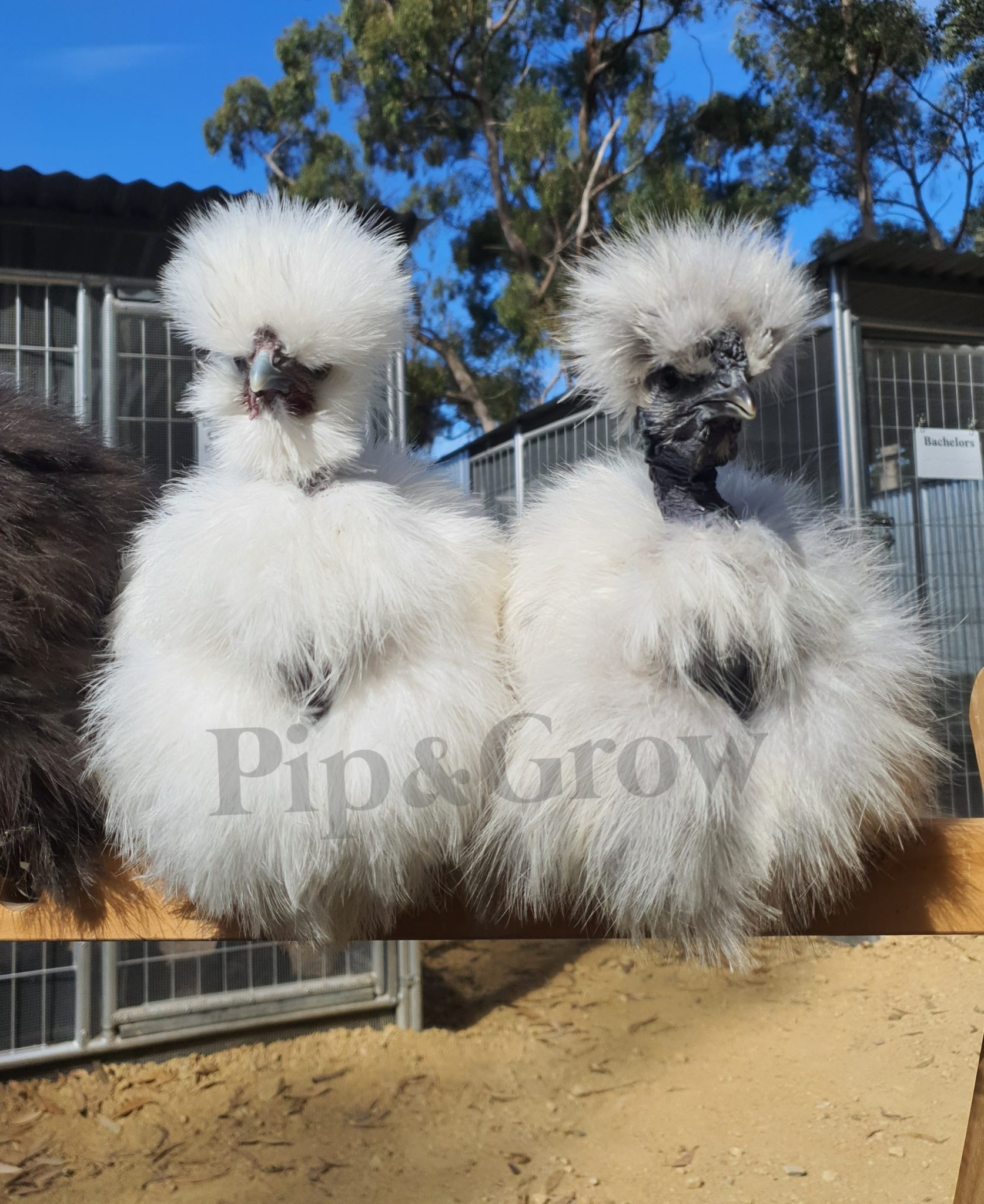 Silkie - Pip & Grow