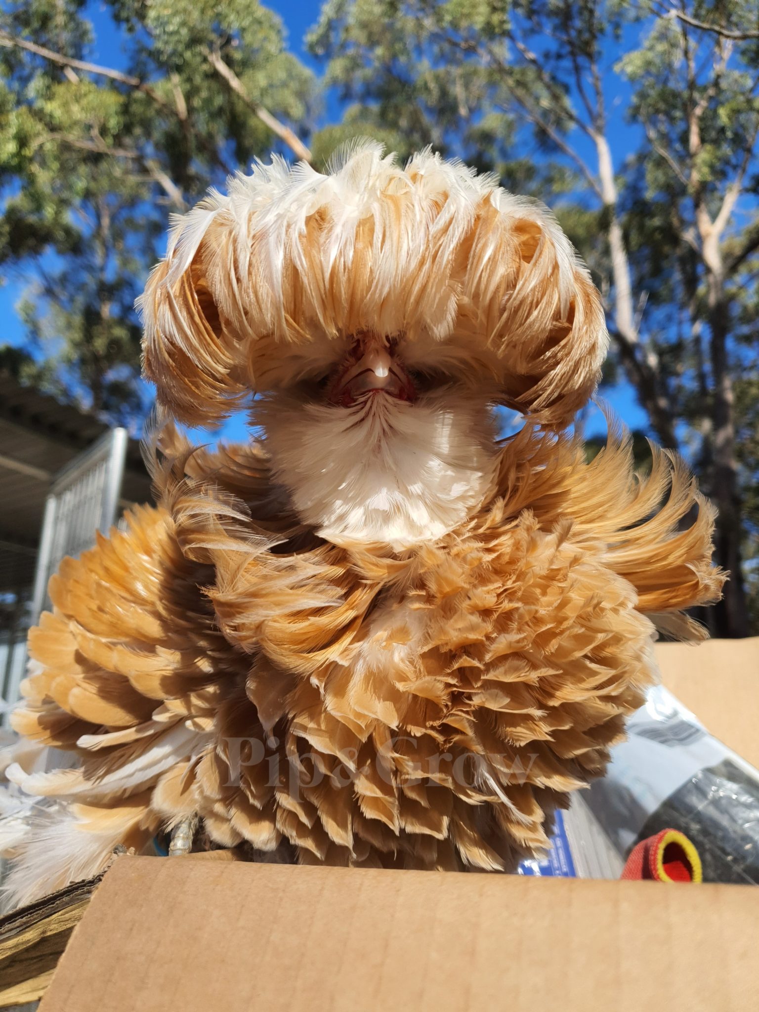 Frizzle Chicken & Egg FAQ - Pip & Grow