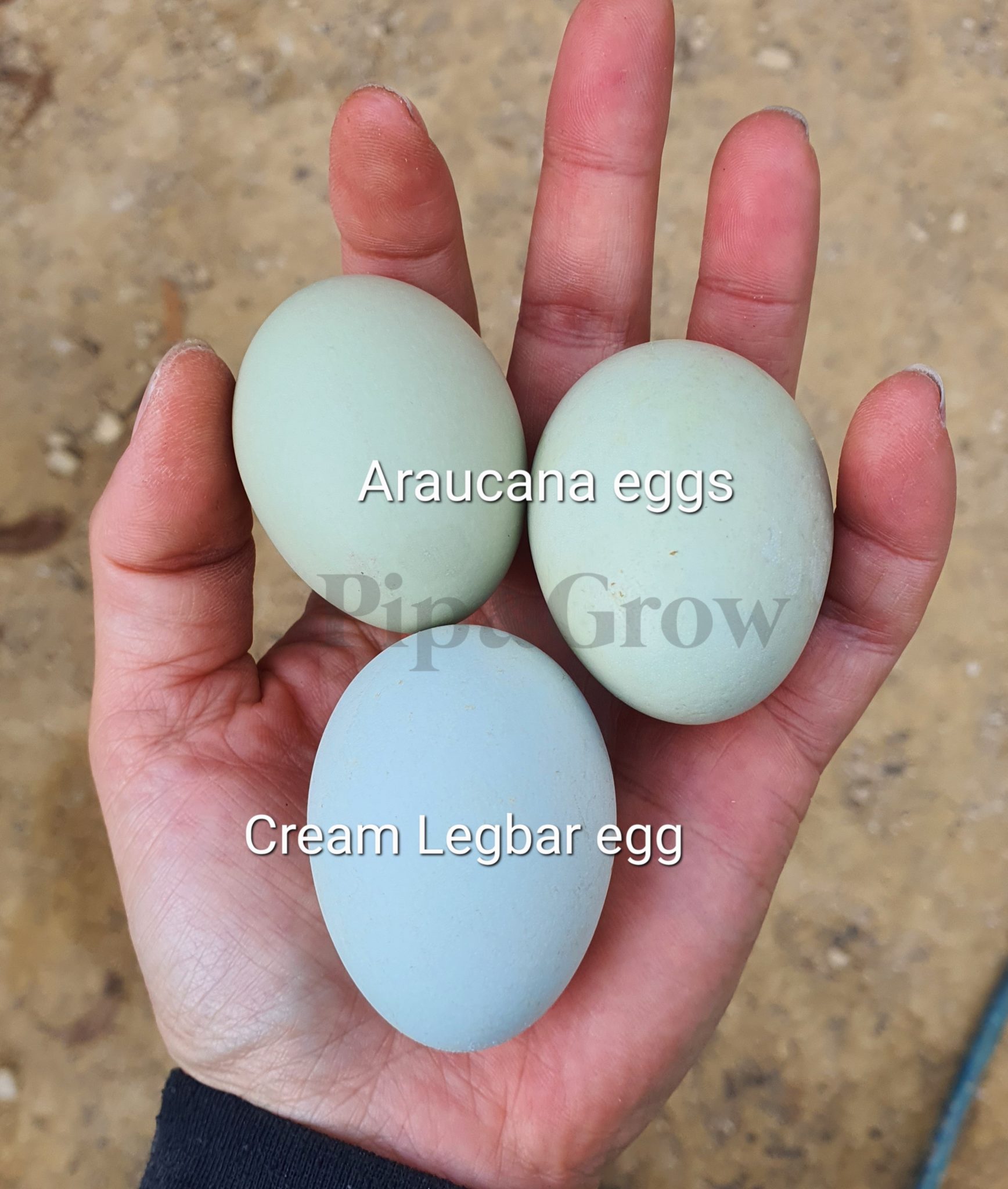 Araucana Fertile egg (each) - Pip & Grow
