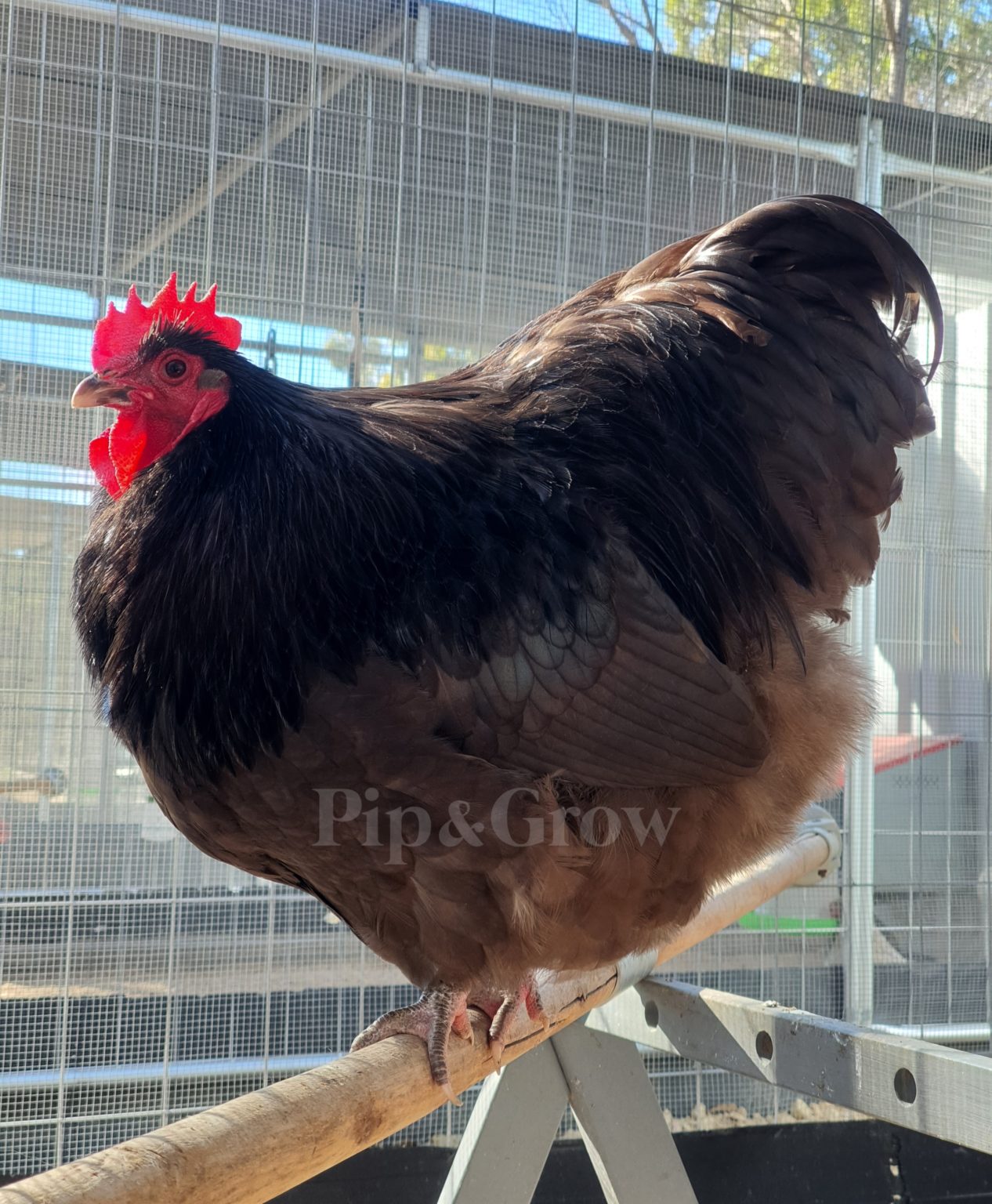 Bantam Orpington Sexing Tips - Pip & Grow