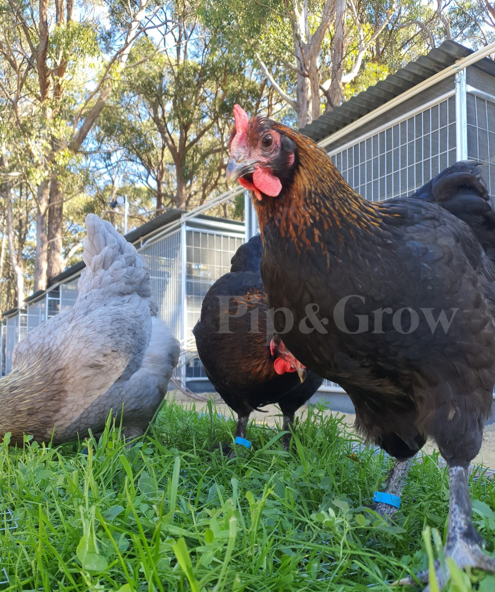 Copper Marans Fertile egg (each) - Pip & Grow
