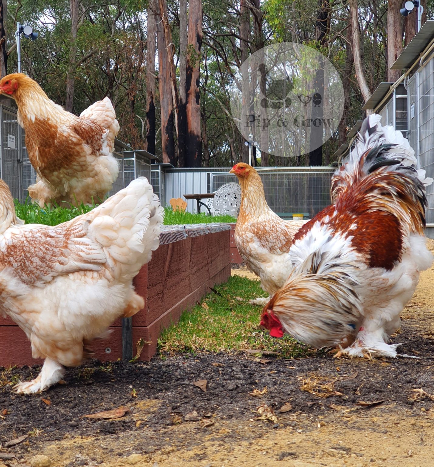 *ORDER CLOSED* Splash Partridge Brahma Fertile Egg (each) - Pip & Grow