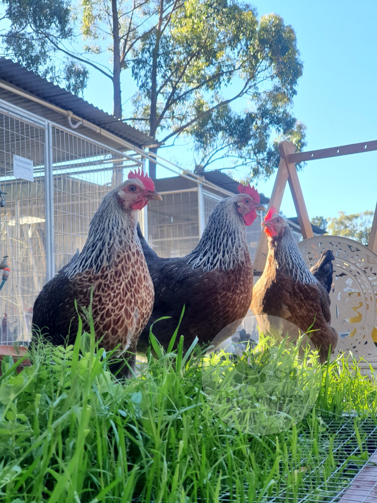 Silver Duckwing Welsummer Sexing Tips - Pip & Grow