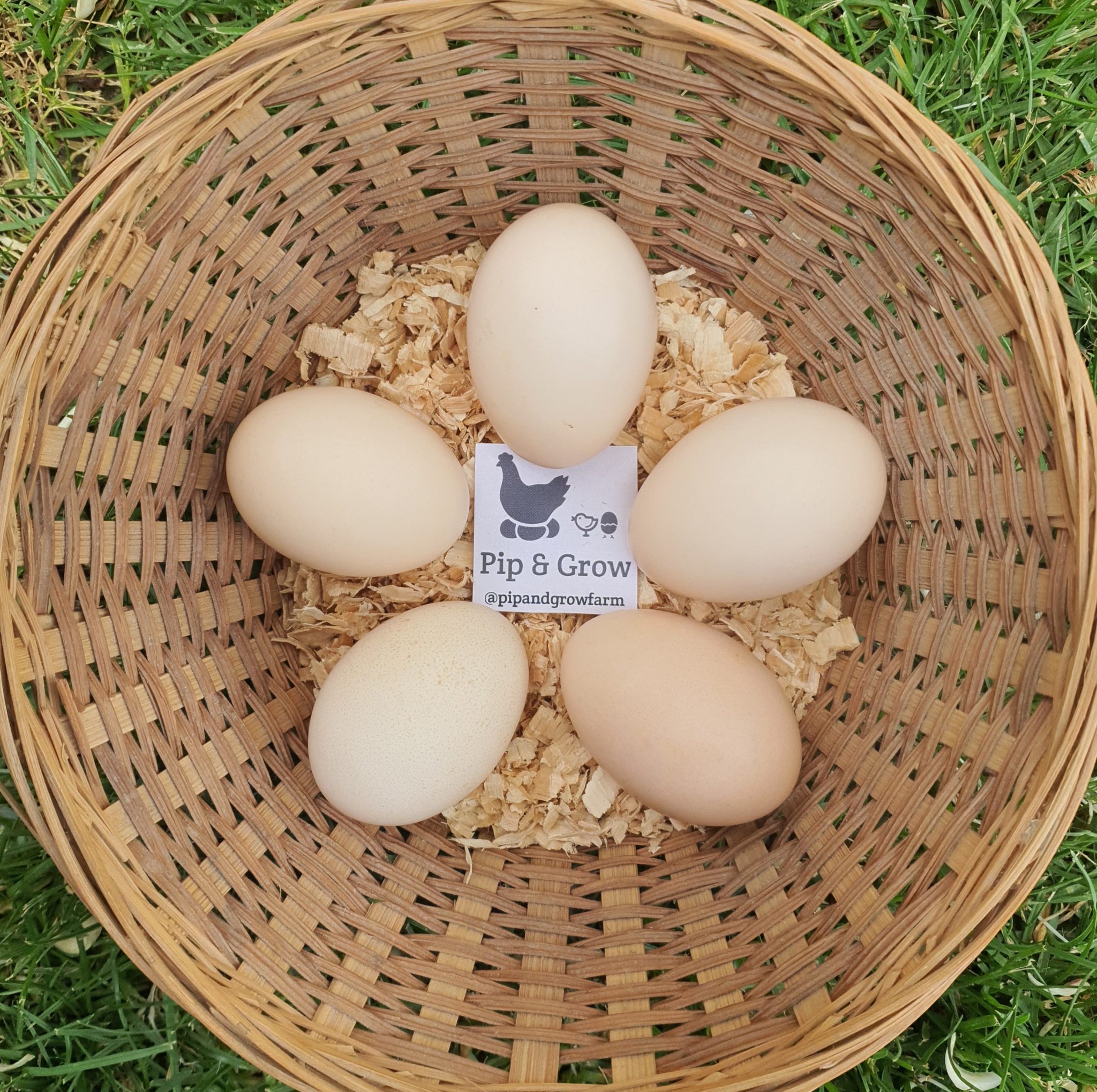 *Finished breeding for the season* Wyandotte Fertile Egg (each) - Pip ...