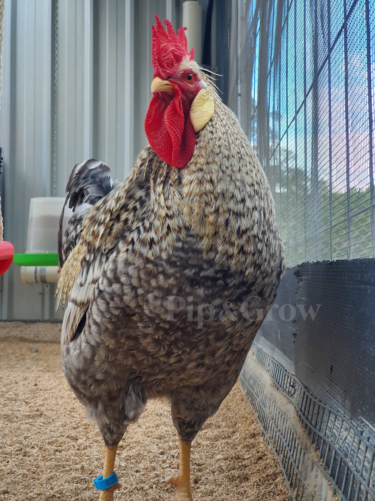 *ORDER CLOSED* Cream Legbar Fertile Egg (each) - Pip & Grow