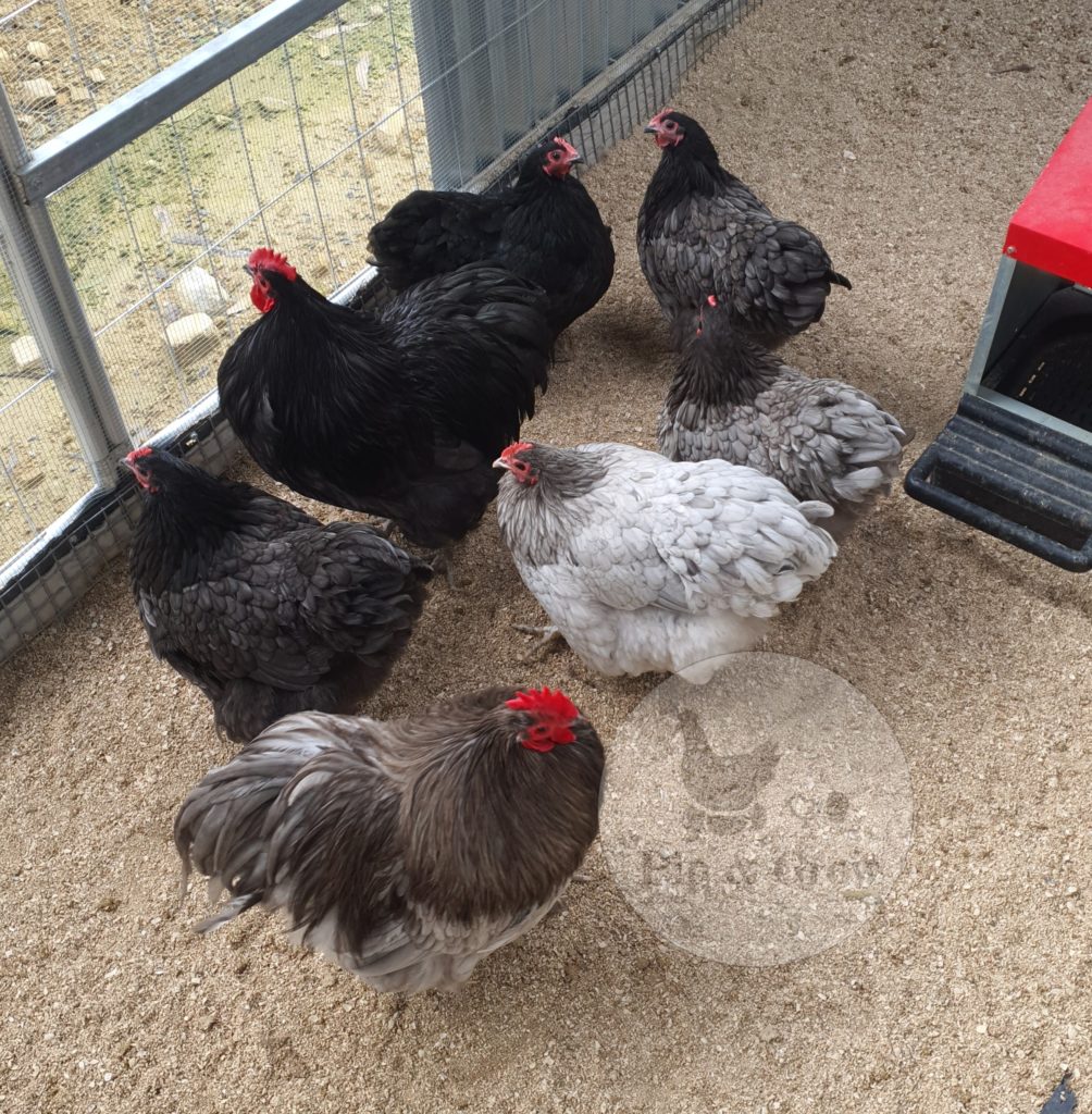 Bantam Orpington Fertile egg (each) - Pip & Grow