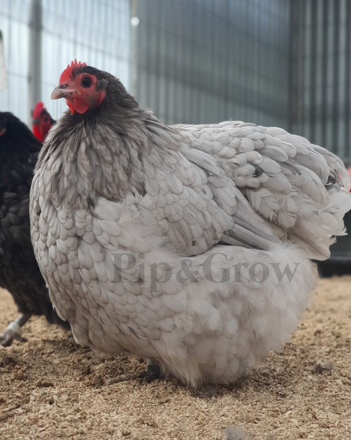 Bantam Orpington Fertile egg (each) - Pip & Grow