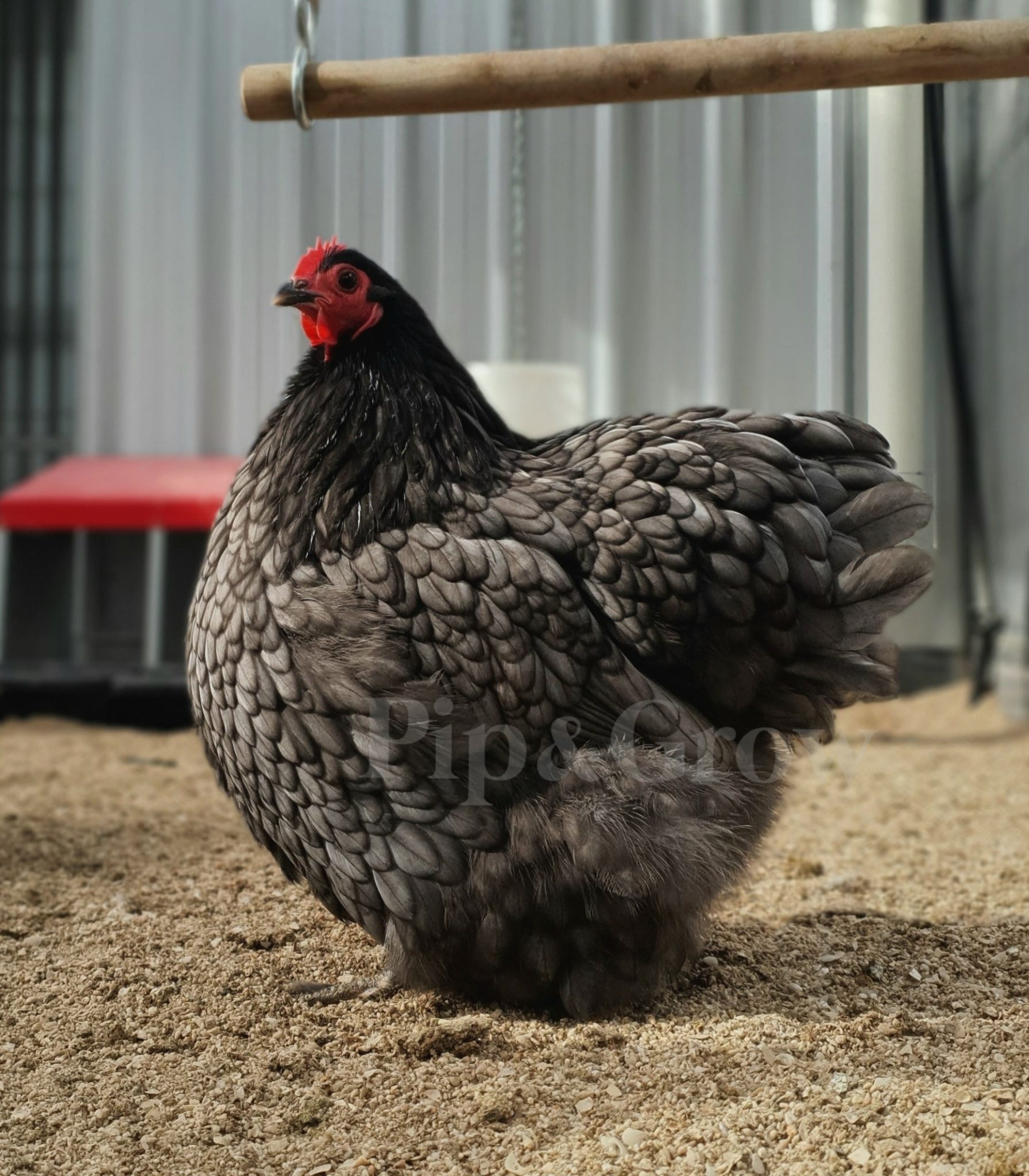 Mauve & Chocolate Bantam Orpington Fertile egg (each) - Pip & Grow
