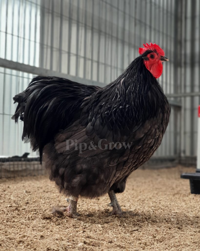 Bantam Orpington Fertile egg (each) - Pip & Grow