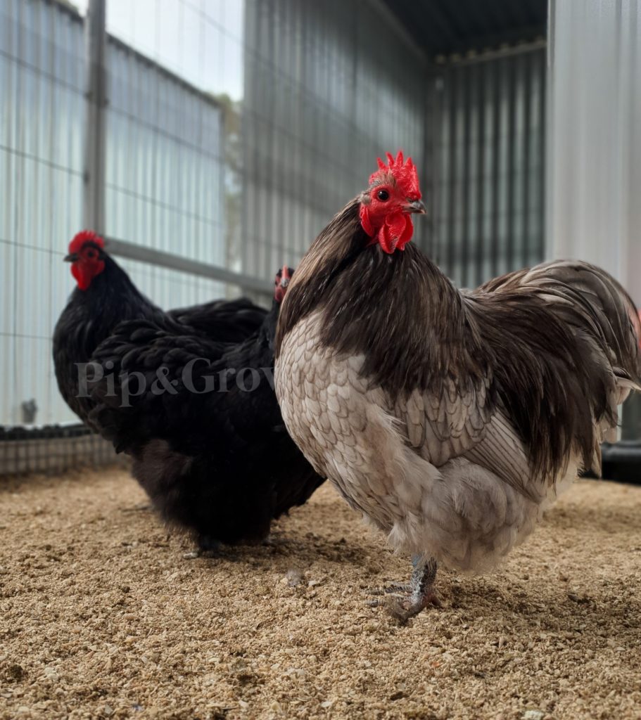 *ORDER CLOSED* Blue Bantam Orpington Fertile egg (each) - Pip & Grow