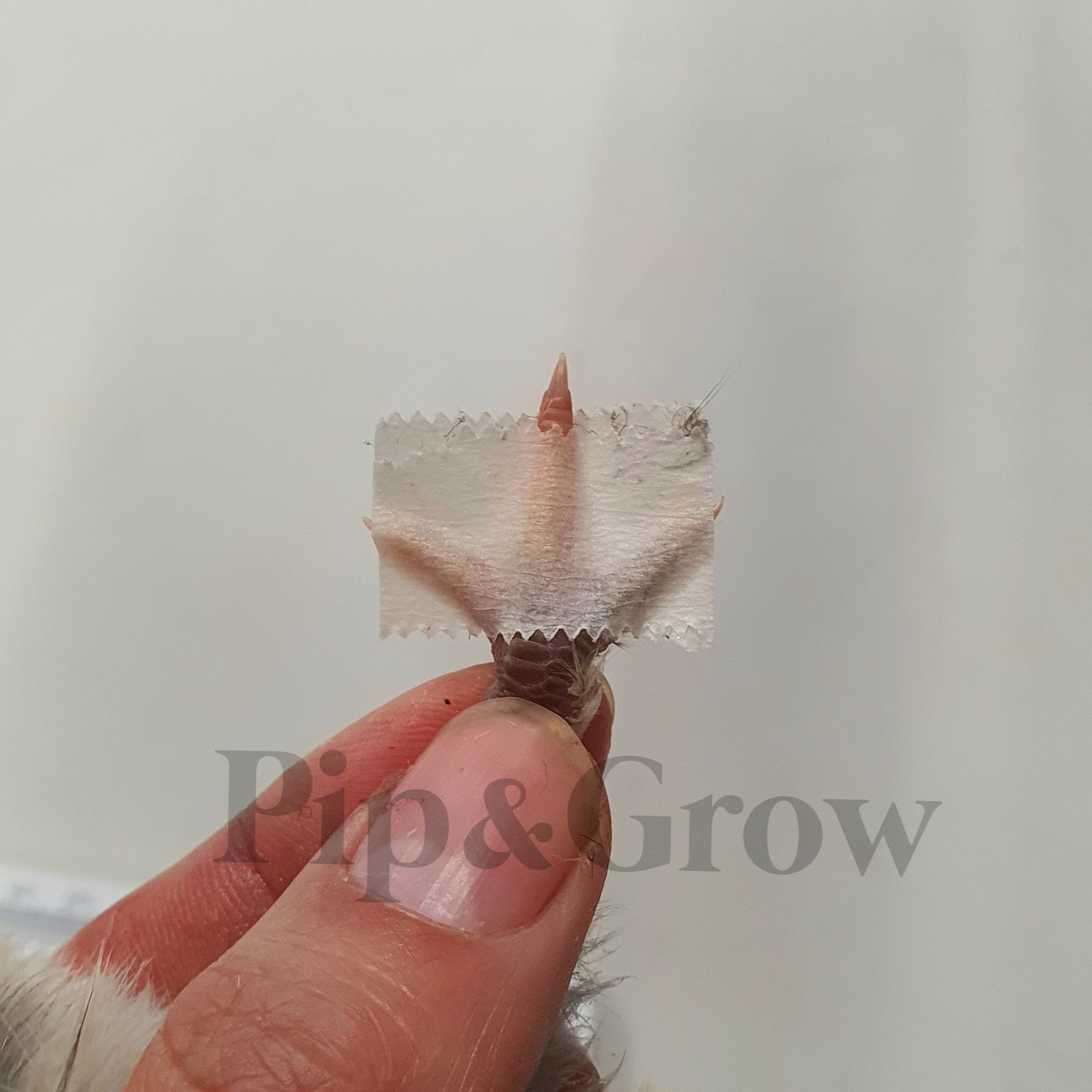 How to Fix Curled Toes in Chicks - Pip & Grow