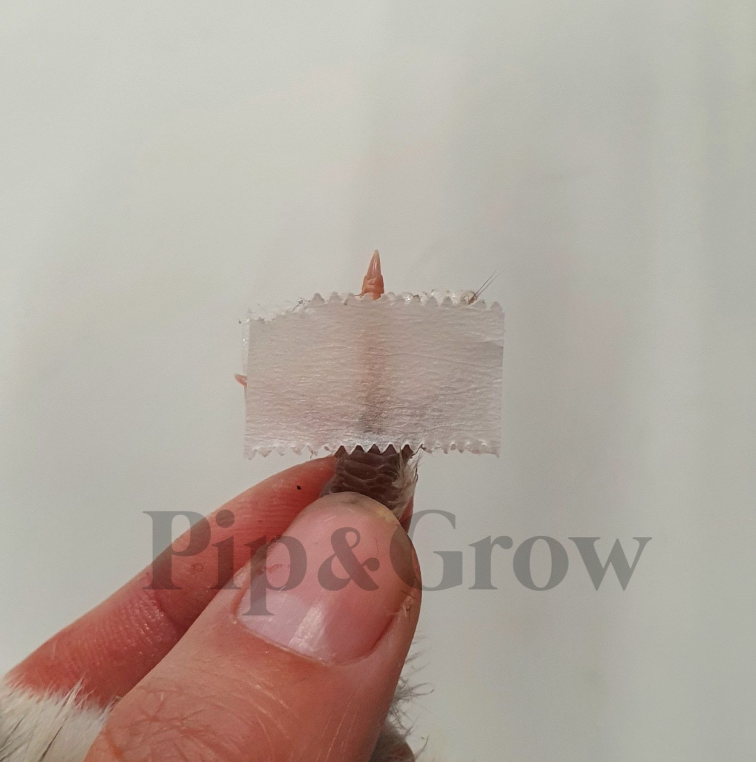 How to Fix Curled Toes in Chicks - Pip & Grow