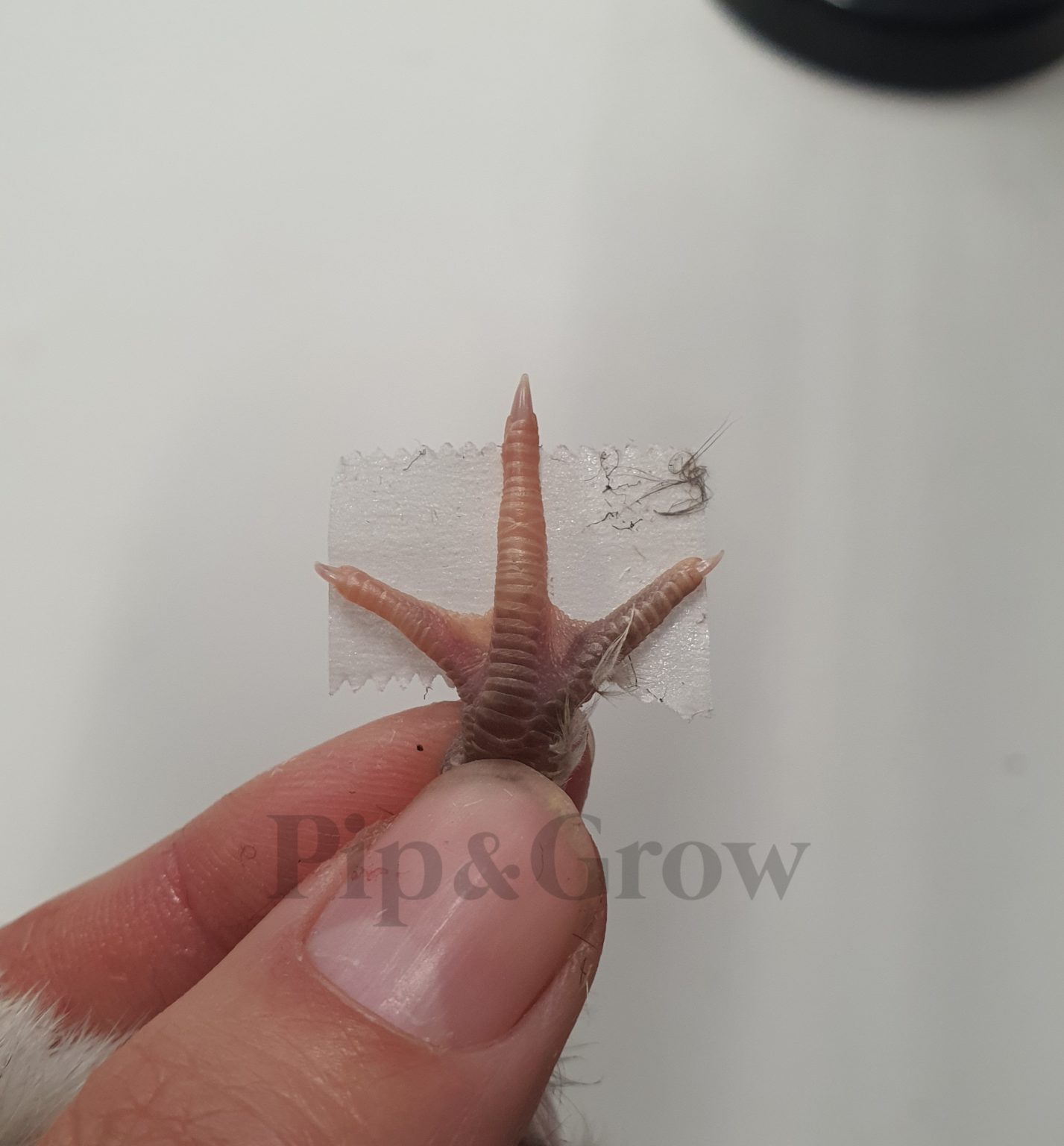 How to Fix Curled Toes in Chicks - Pip & Grow