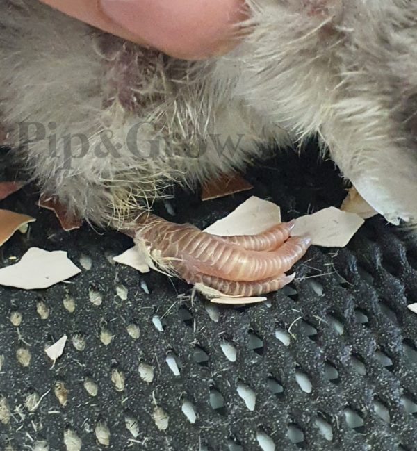 How to Fix Curled Toes in Chicks - Pip & Grow