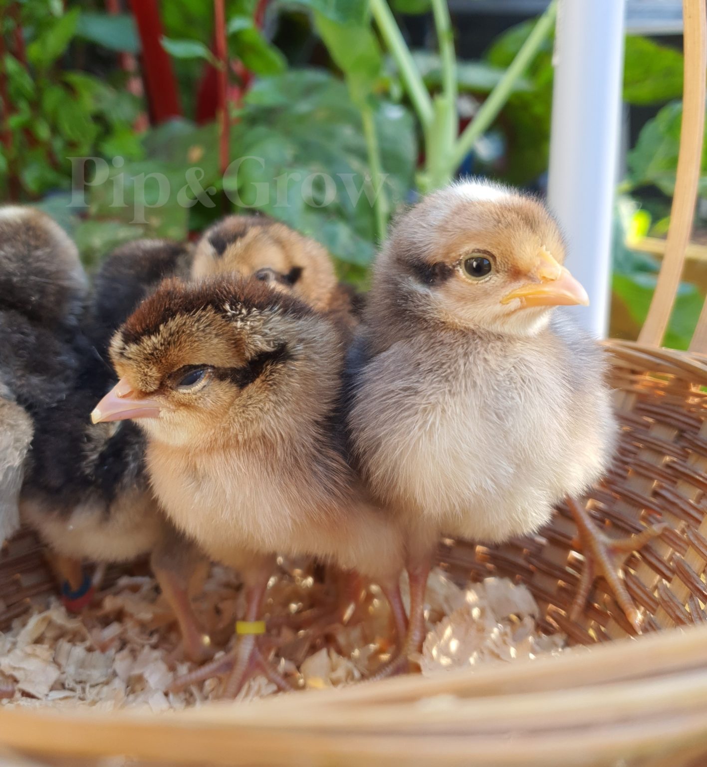 Cream Legbar Sexing Tips - Pip & Grow