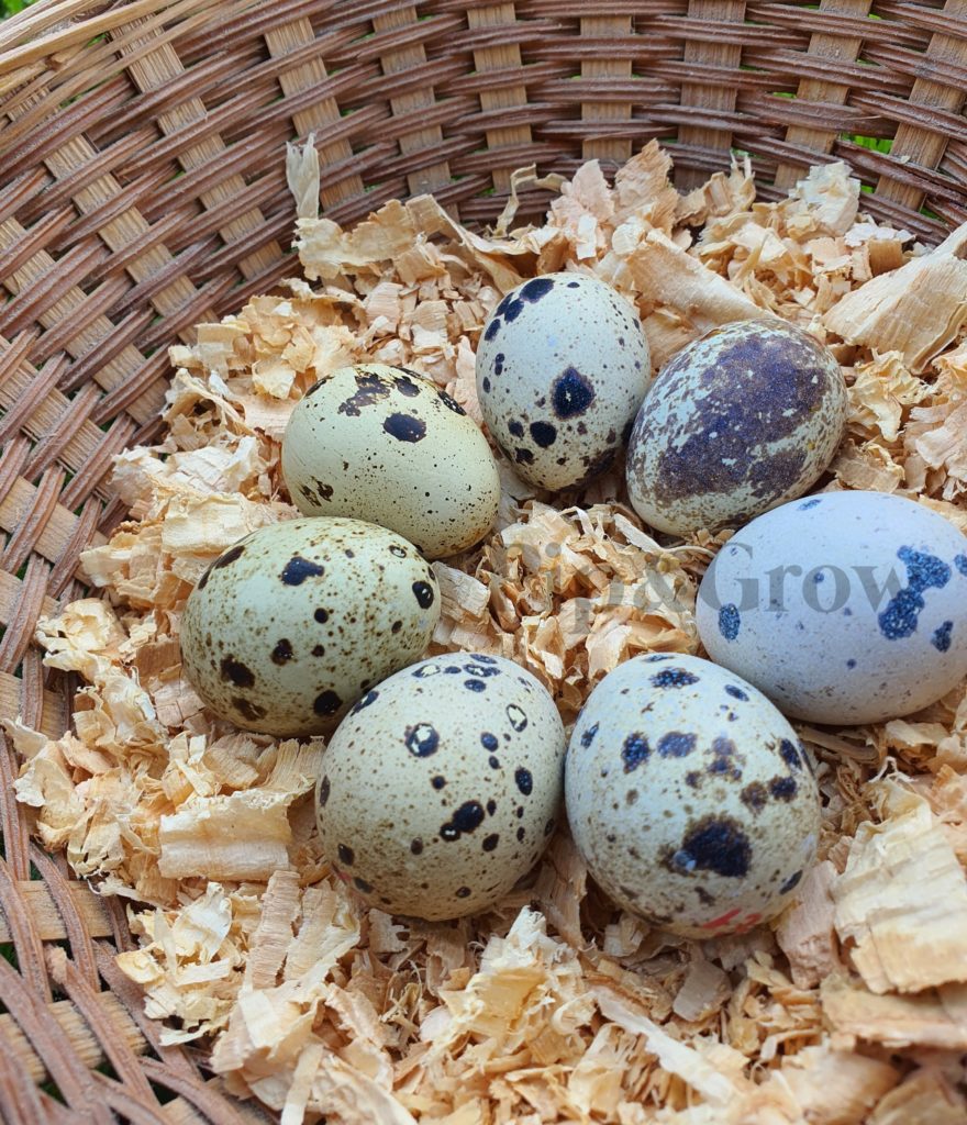 Japanese Quail Fertile Eggs (Dozen) - Pip & Grow