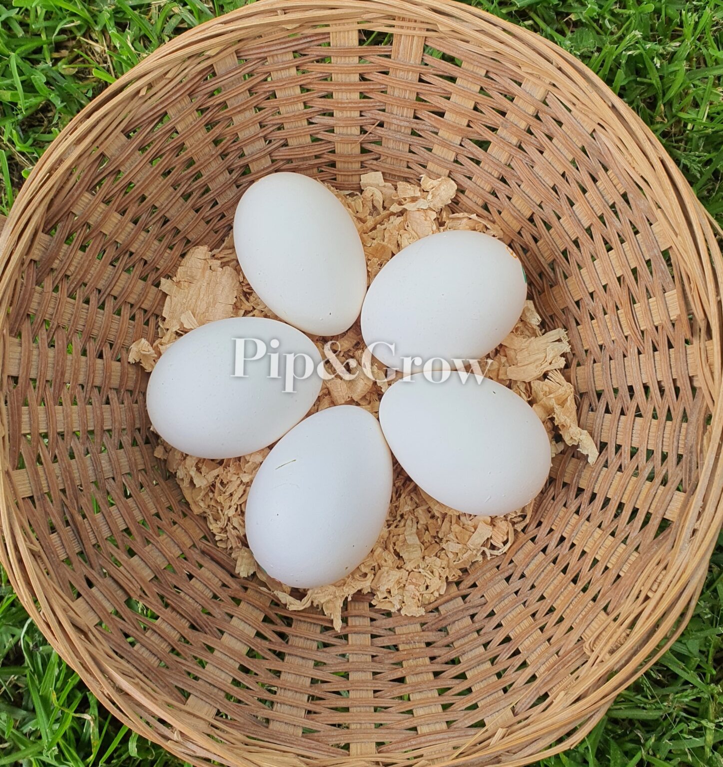 Exchequer Leghorn Fertile Egg (each) - Pip & Grow